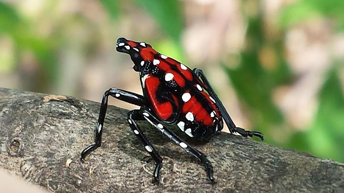 Invasive pest Spotted Lanternfly confirmed in Georgia | Georgia ...